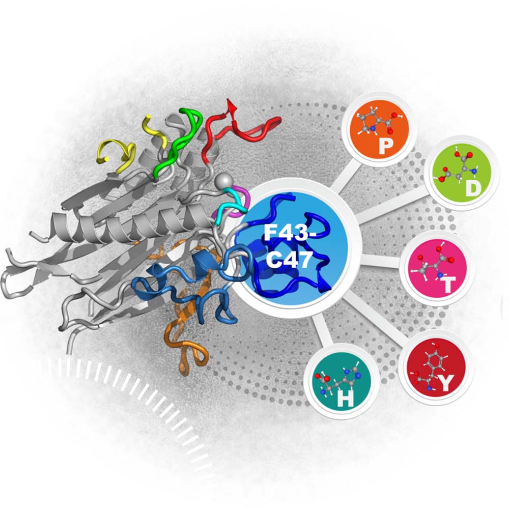 Technology – Kcat Enzymatic